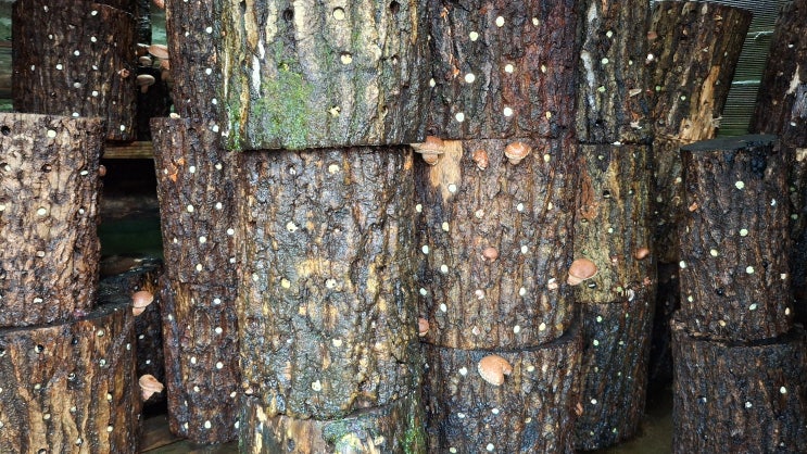 2025년 11월 23일 버섯 물 주기 : 네이버 블로그