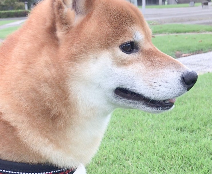 마메시바 강아지 입양, 키우기 전 난이도 및 분양가 : 네이버 블로그