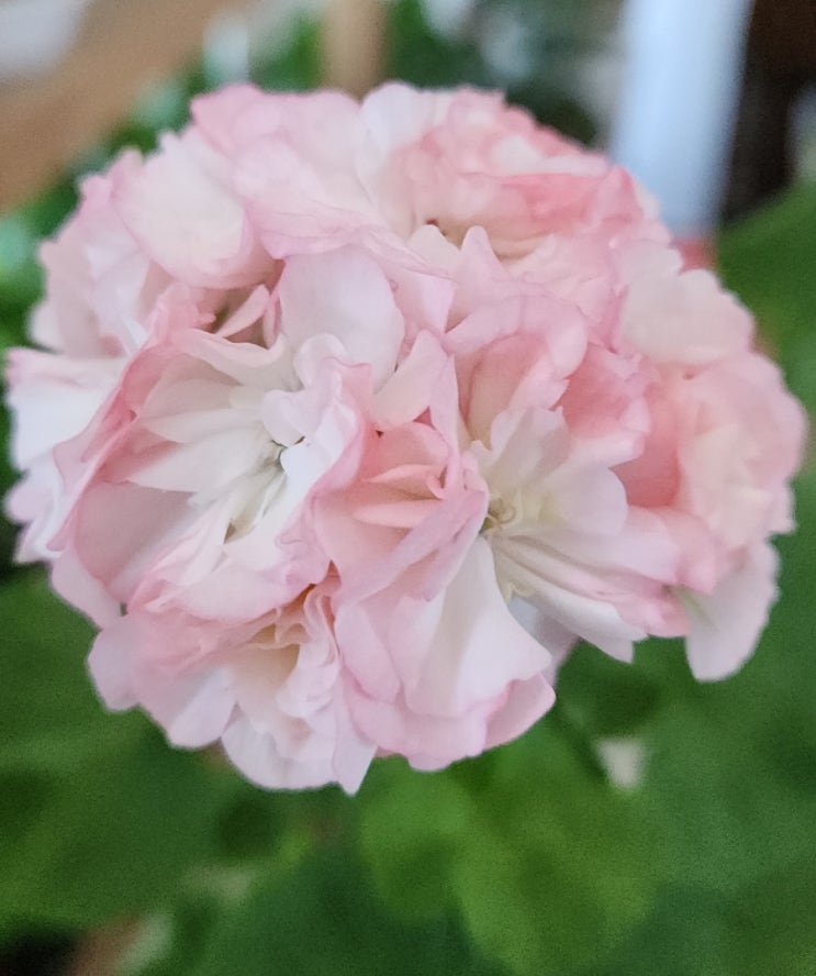 S연, M그린그린로즈, 메이퀸, 사랑별빛 : 네이버 블로그