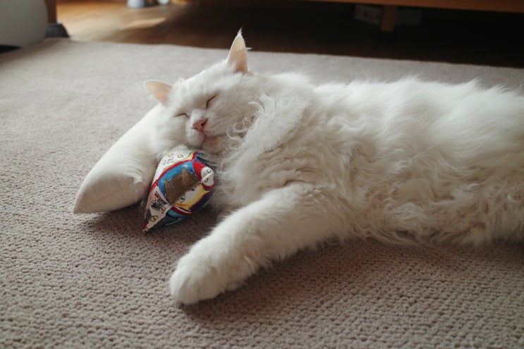 18살을 맞이하는 희동, 사람은 걱정하고 고양이는 평온함 : 네이버 블로그