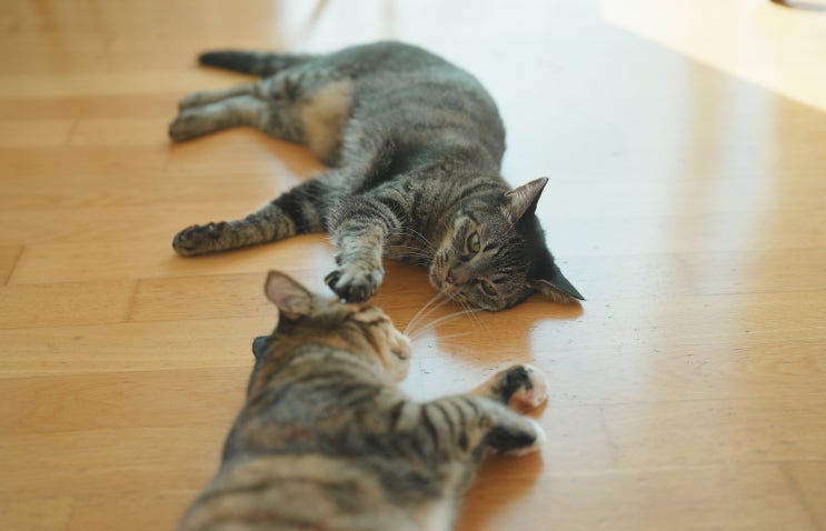 고양이 합사 1년 기록, 싸움 하악질 으르렁 가득 2025년 : 네이버 블로그