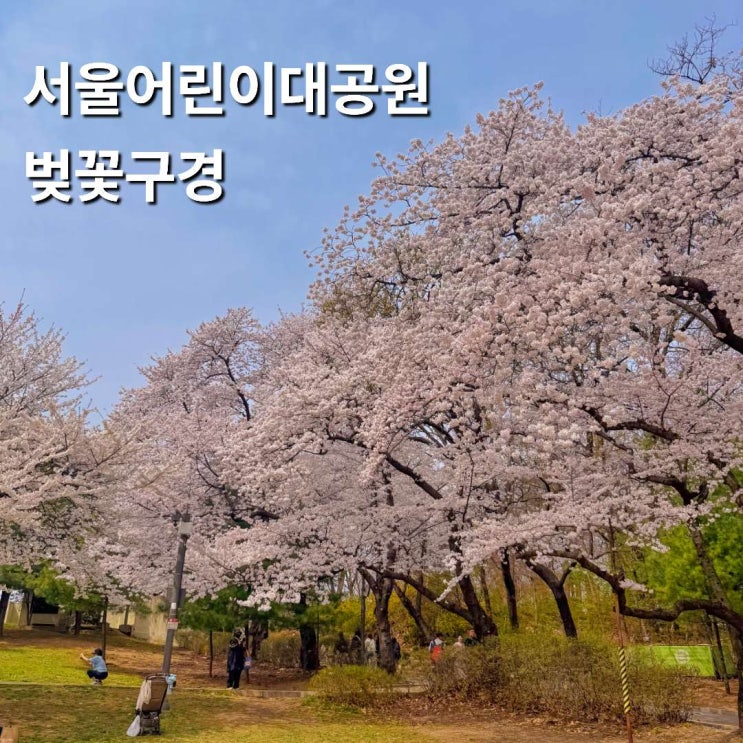 [서울 벚꽃명소] 평일에 엄마와 서울 피크닉 가기에 딱 좋은 곳, 서울어린이대공원 : 네이버 블로그