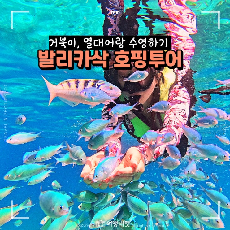 보홀 호핑투어 발리카삭 스노쿨링 예약 거북이 돌고래 와칭 : 네이버 블로그