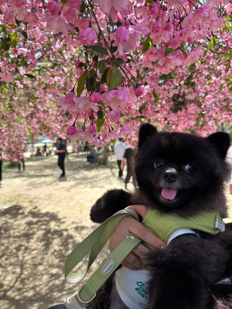 260418, 양평앤가평 개가사는그집 : 네이버 블로그
