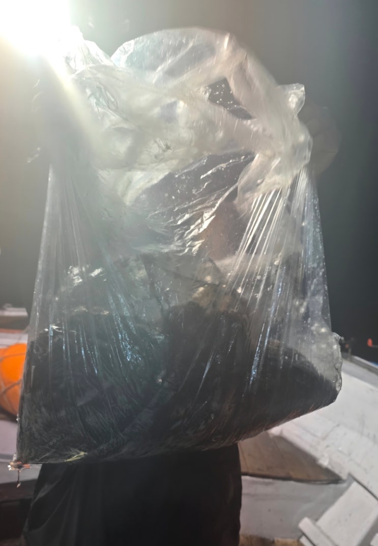 한치 세자리..!! 한치출항 : 네이버 블로그