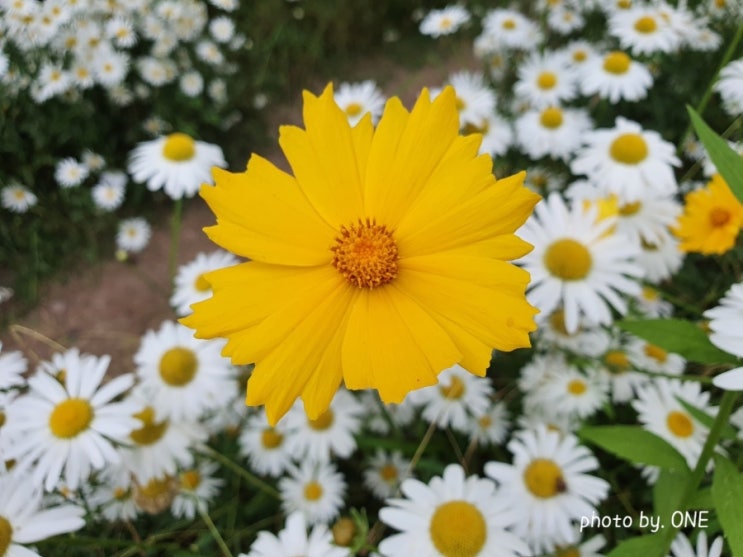 광주 근교 전북 부안 변산반도 마실길 5월의 샤스타 데이지 꽃 구경 : 네이버 블로그