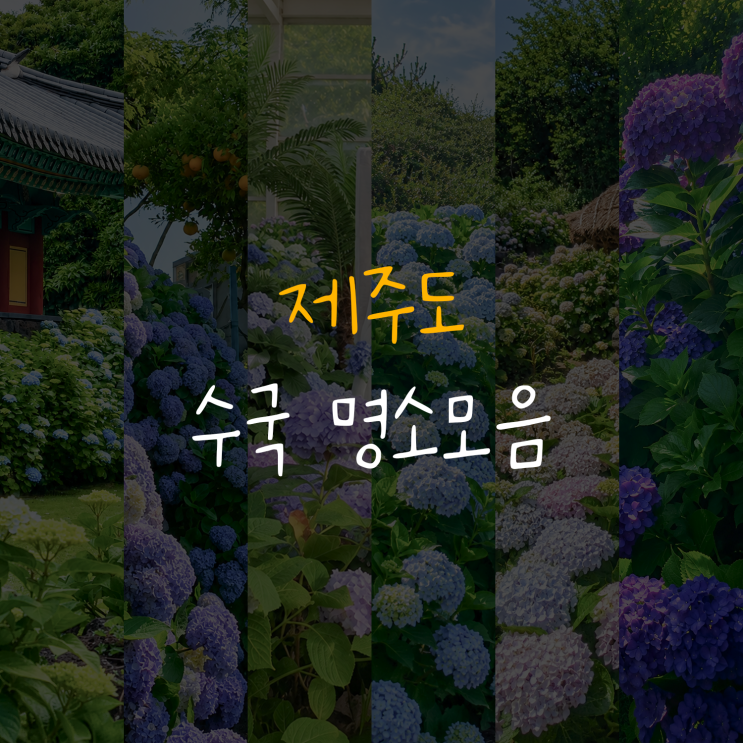 [제주도] 가볼만한곳 6월 제주 여행이라면 무조건 저장 | 지금 딱 절정인 수국 명소 총정리. 수국 축제 한번 모아봄 : 네이버 블로그