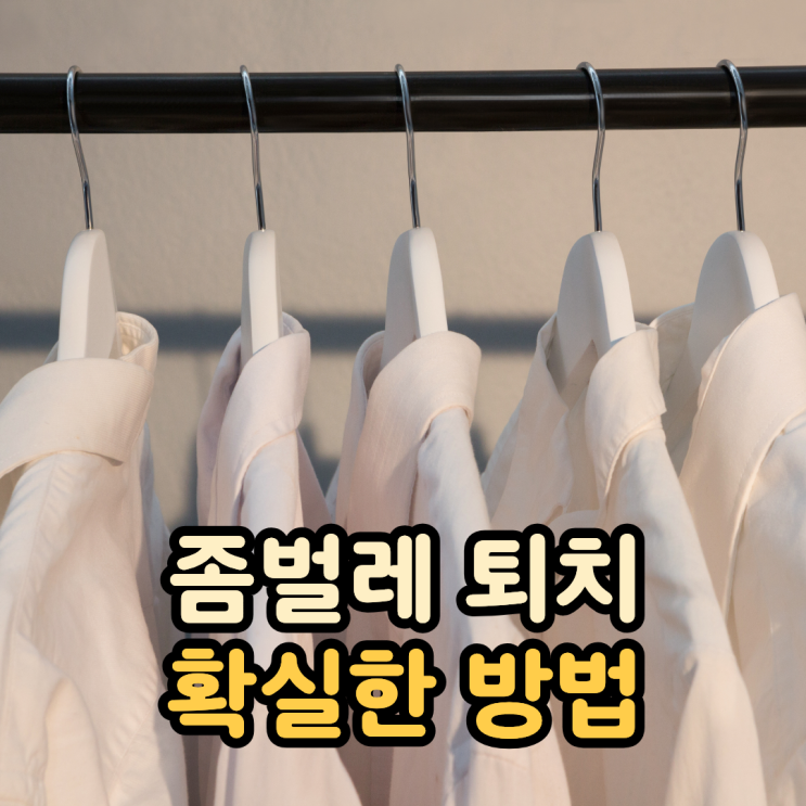 옷장 속 좀벌레 퇴치 확실한 방법 : 네이버 블로그