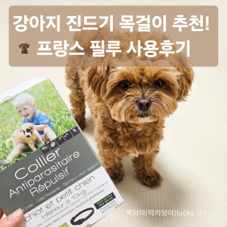 강아지 산책 필수템! 프랑스산 필루(PILOU) 해충 방지 목걸이 사용기 : 네이버 블로그