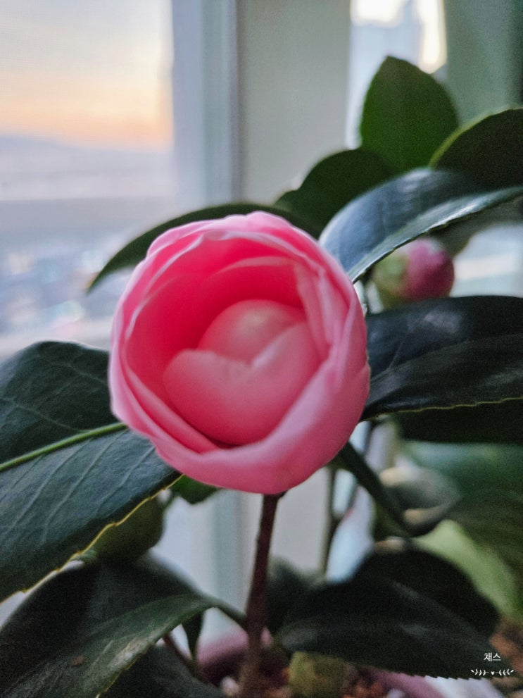 서향동백 개화 시작과 함께 동백 꽃말을 새기는 새해 첫날 : 네이버 블로그