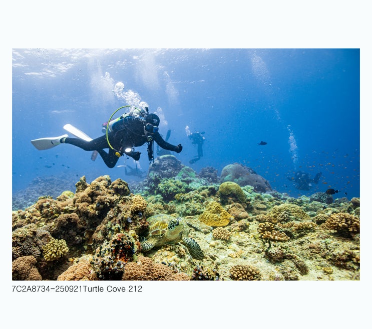 🌊 Dive Log #212-Palau-Turtle Cove : 네이버 블로그