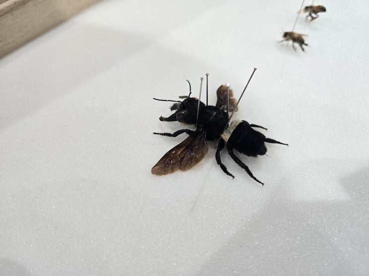 Megachile pluto : 네이버 블로그