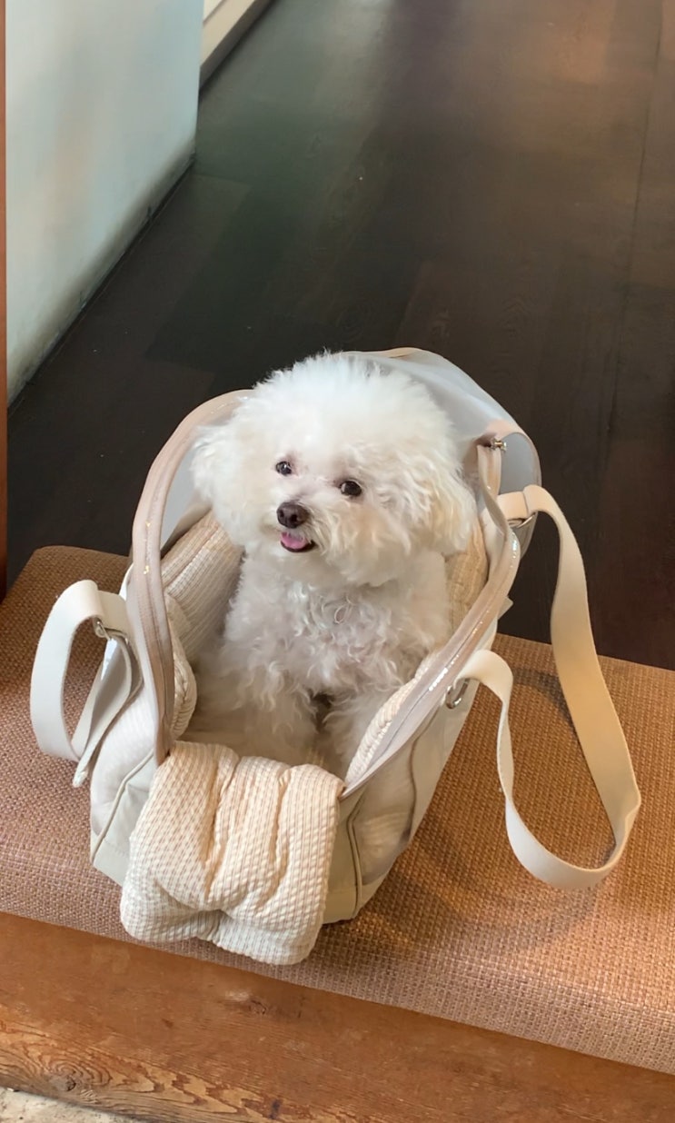 강아지가 입을 핥는 이유 뽀뽀하는 이유 : 네이버 블로그