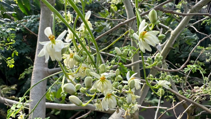 Moringa oleifera 모링가 : 네이버 블로그