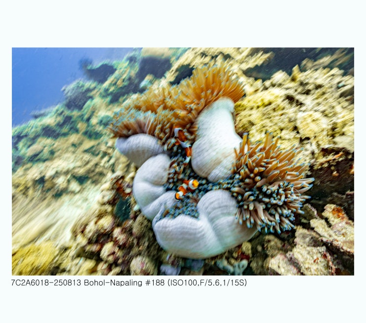 🌊 Dive Log #188 – Bohol – Doljo Point : 네이버 블로그