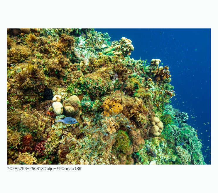 🌊 Dive Log #186 – Bohol – Doljo (#9 Danao) : 네이버 블로그