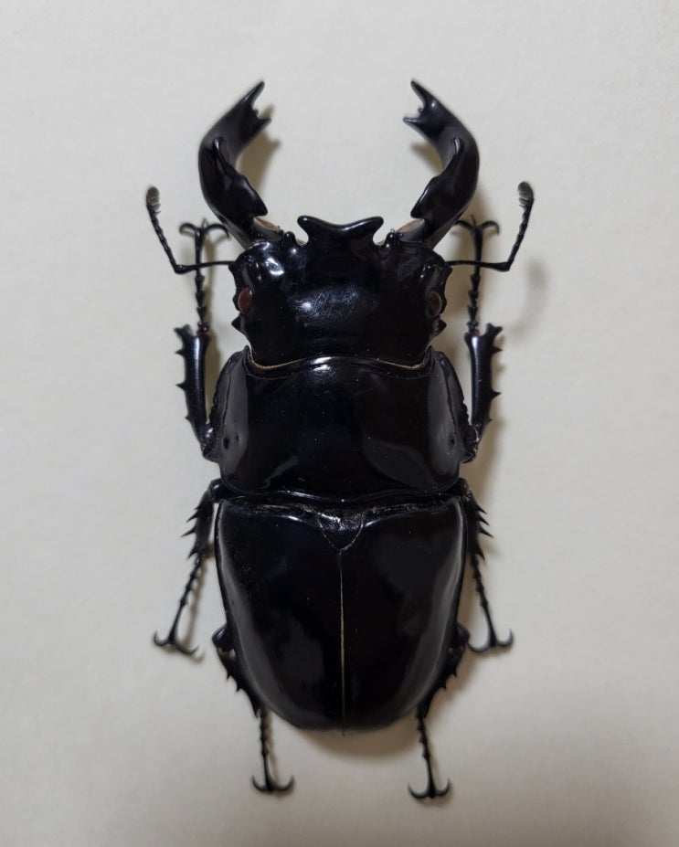 Mesotopus imperator : 네이버 블로그