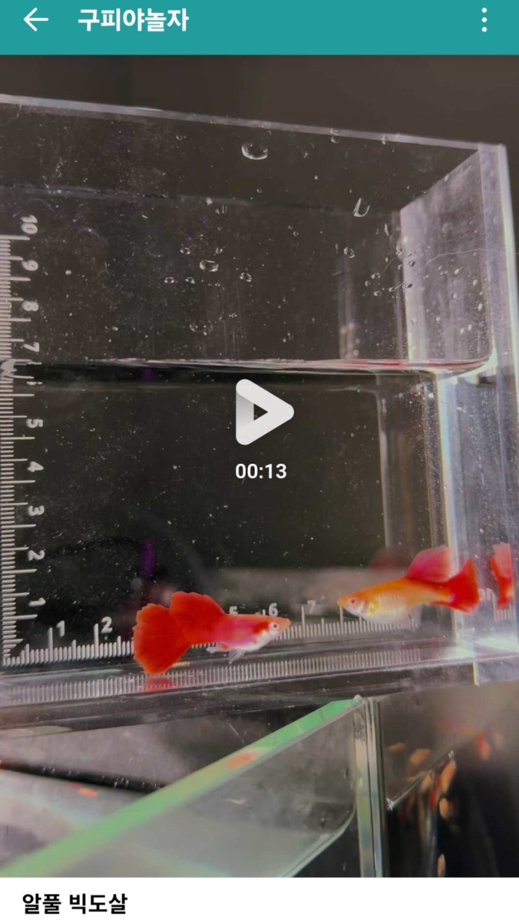 일요일 경매 : 네이버 블로그