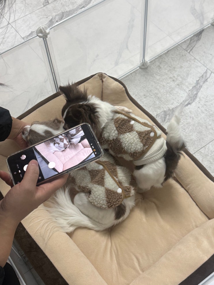 안산애견미용학원 새해에는 국비지원으로 시작해요 : 네이버 블로그