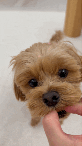 강아지 눈물개선영양제 솔직리뷰 / 제리스타일스 강아지 영양제 추천 : 네이버 블로그