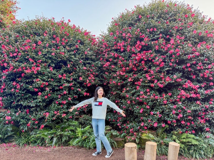 제주도 동백꽃 명소 개화시기 꽃말 위미리 제주 동백수목원 : 네이버 블로그