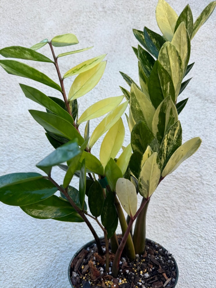금전수 (ZZ Plant, 돈나무) 중에 무늬금전수였는데 무늬는 없어졌다.금전수 4종류 일반, Zenzi, Raven ...