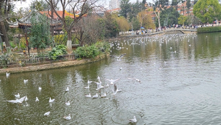 겨울철새 홍부리갈매기떼가 노니는 취호 호수 - 쿤밍(8) : 네이버 블로그