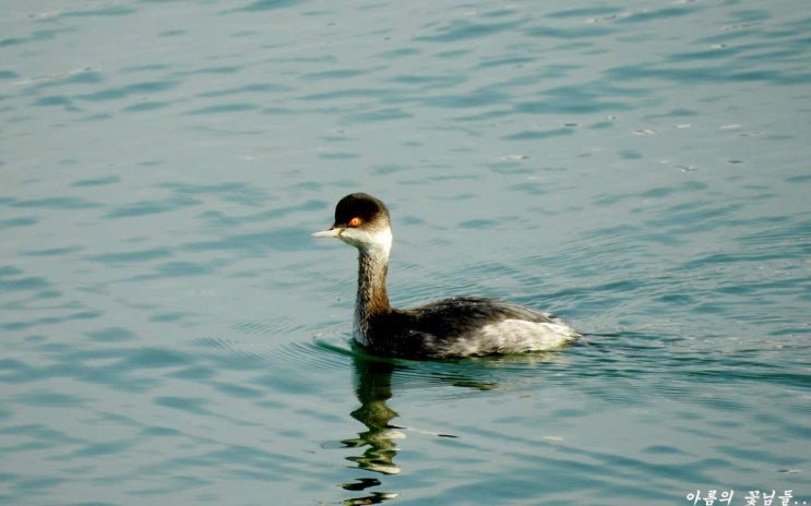 검은목논병아리/댕기흰죽지(암컷) : 네이버 블로그
