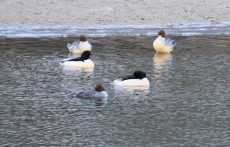 호사비오리 : 네이버 블로그