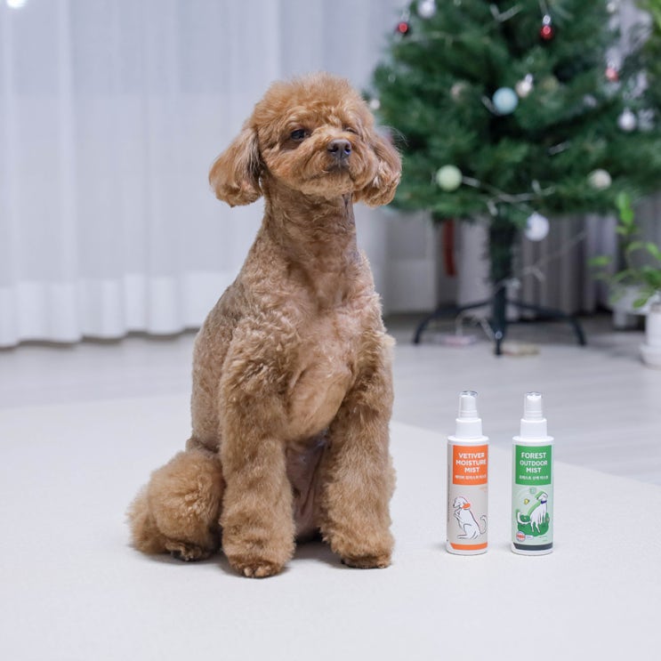 강아지 미스트 추천 산책 전후 관리에 좋은 웨거스 보습미스트 : 네이버 블로그