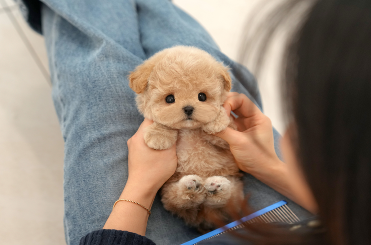 부산강아지분양 안전 분양 : 네이버 블로그