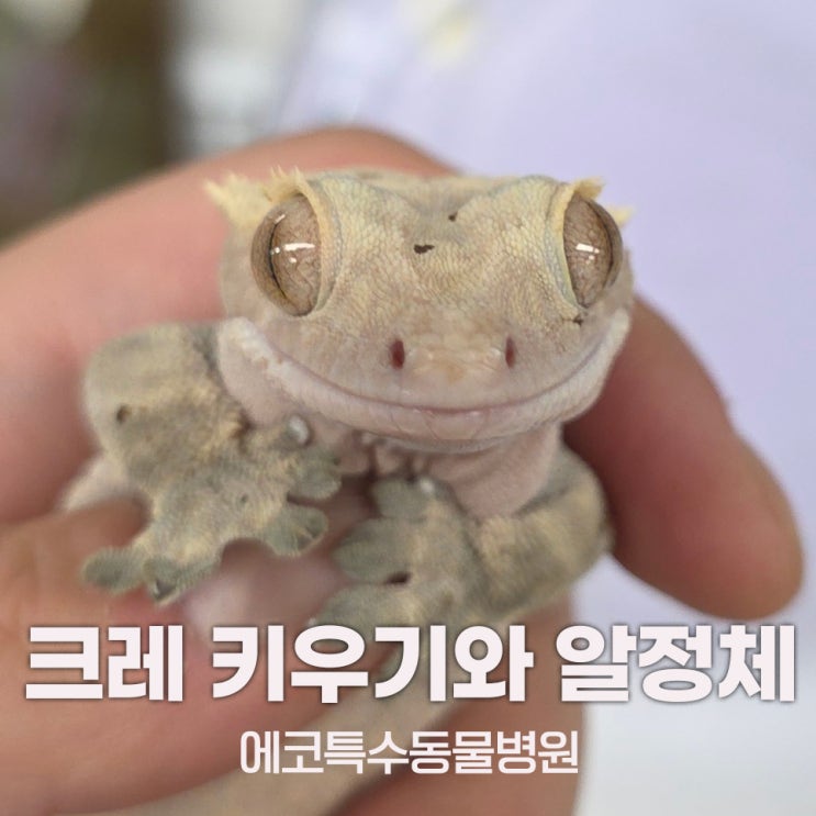 크레스티드게코 키우기부터 에그바인딩 치료까지 [도마뱀병원] : 네이버 블로그