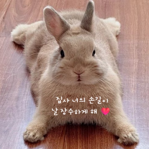 토끼 수명 얼마나 될까? 평균수명과 건강유지 방법 : 네이버 블로그