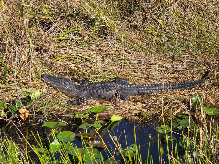 [FL] Everglades National Park : 네이버 블로그