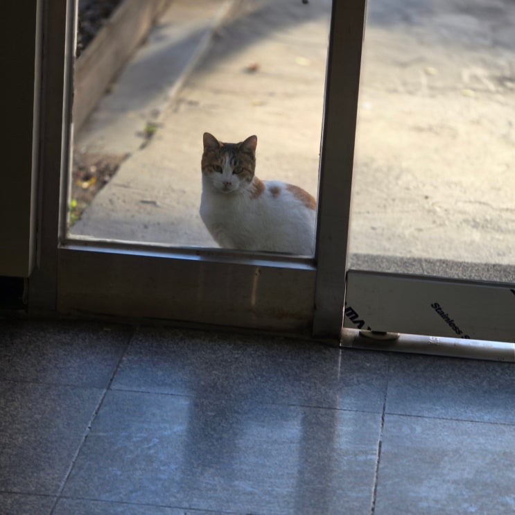 추운 겨울 길냥이 보호하는 방법 길고양이 겨울집 만들기 : 네이버 블로그