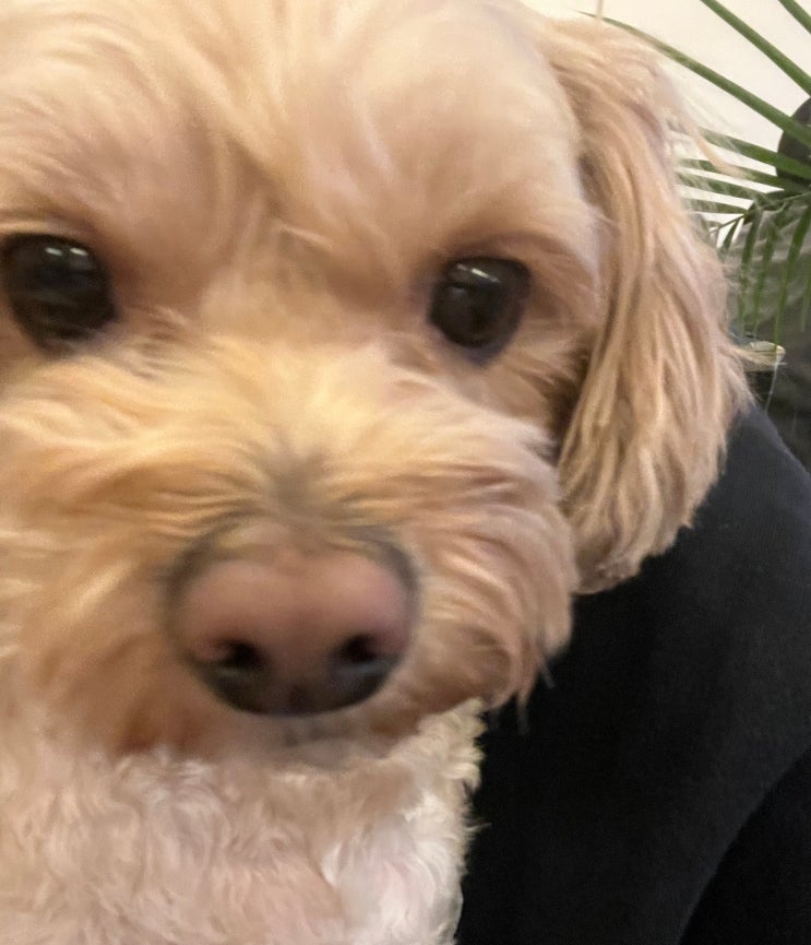 [배통일기] #13. 1월 일상(1)ㅣ애견동반 카페부터 공덕 노포까지! 결혼식 다녀온 직장인 일상 블로그 : 네이버 블로그