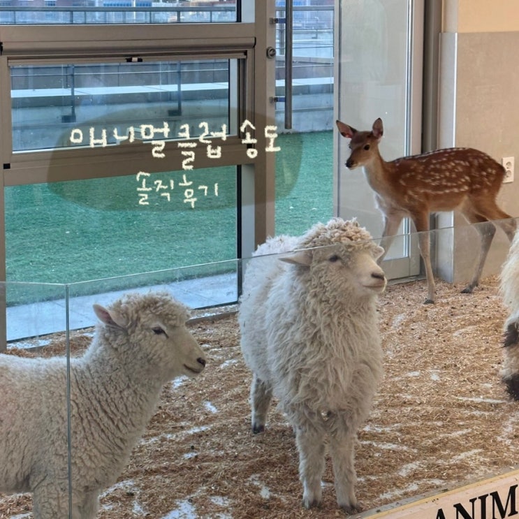 (송도 실내동물원)애니멀클럽 송도 주말 오후 방문후기 : 네이버 블로그