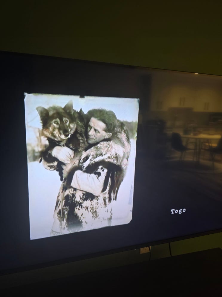 영화 "토고 Togo" : 네이버 블로그