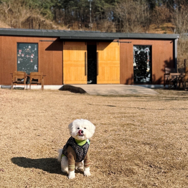 용인애견운동장 | 테일45 프라이빗 B 대관 및 소형견 운동장 이용후기 : 네이버 블로그