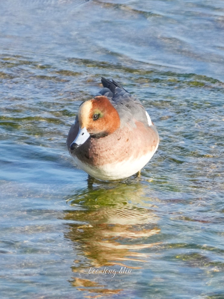 홍머리오리 : 네이버 블로그