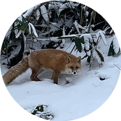 Hokkaido 2025_겨울 홋카이도 (4)_비에이 겨울 렌트카 여행 : 네이버 블로그