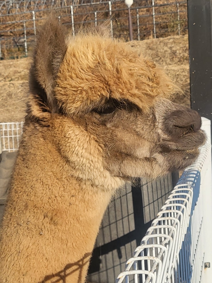 아이와 가기 좋은 팔공산 카페 알파카 있는 브런치 달랏 : 네이버 블로그