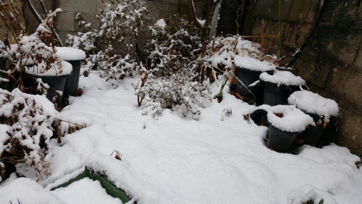 사향(思鄕) / 김상옥 : 네이버 블로그