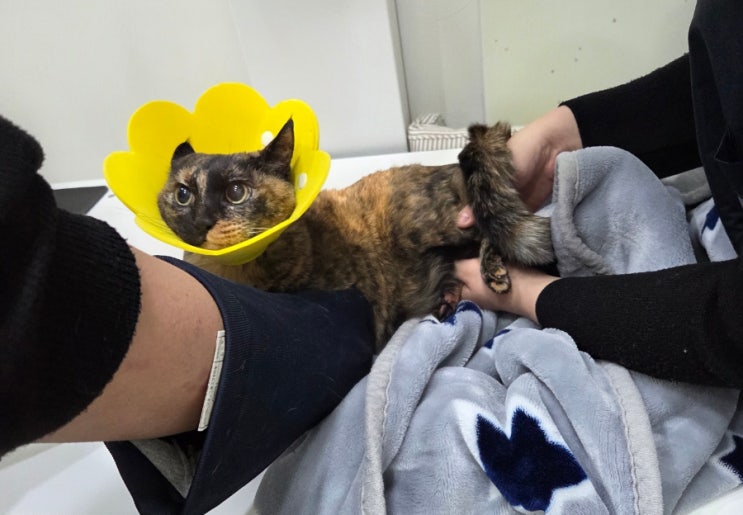 2026.01.13. [치아흡수병변, 건강검진] 13살 건장 고양이 뾰니 기록 : 네이버 블로그