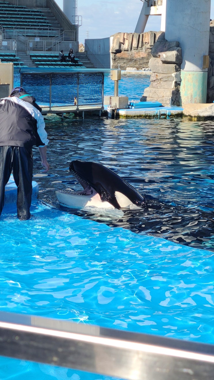 나고야항 수족관 범고래 쇼, 공개훈련 관람 (범고래를 가장 가까이서 볼 수 있는 명당자리, 가성비 짱) : 네이버 블로그