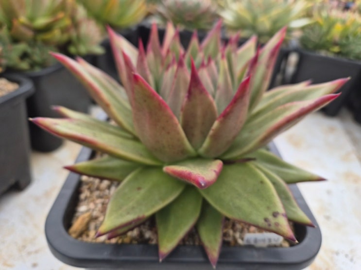 잊혀져가는 원종 에보니 : 네이버 블로그