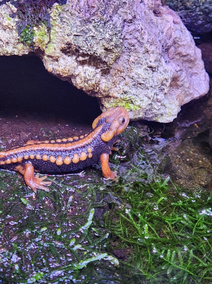 엠페러 뉴트도 사냥 한다!! : 네이버 블로그