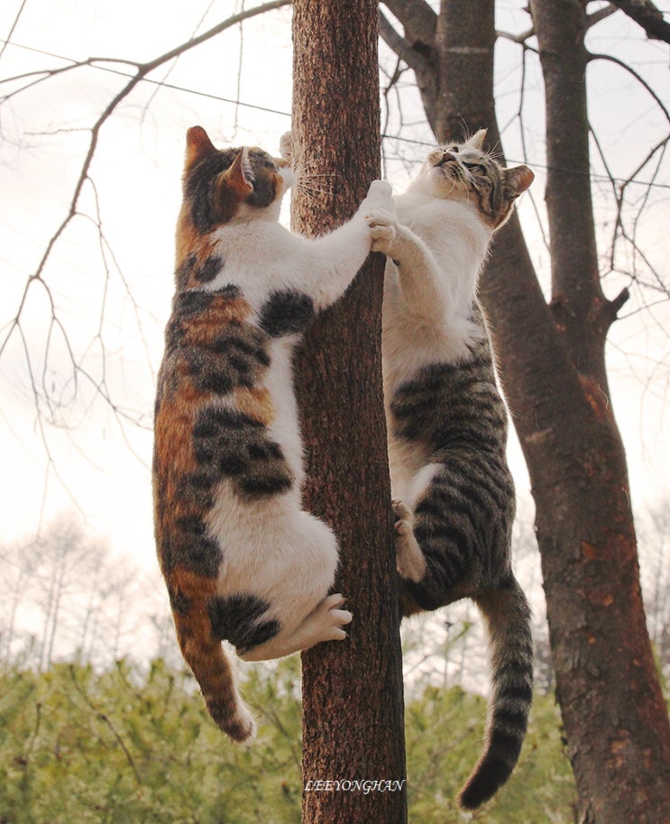 남의 발등 찍은 : 네이버 블로그