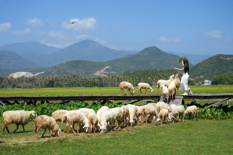 나트랑 자유여행 패키지 : 호핑투어 판랑 사막투어 포함 일정 : 네이버 블로그