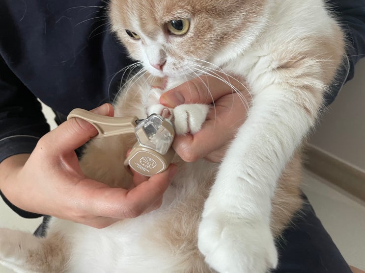 고양이 발톱 깎기 이용해 깎는 방법, 발톱 빠짐 대처법 : 네이버 블로그